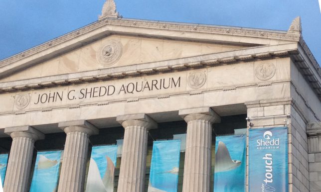 The Shedd Aquarium - Tips You Need to Know Before You Visit - Travel ...